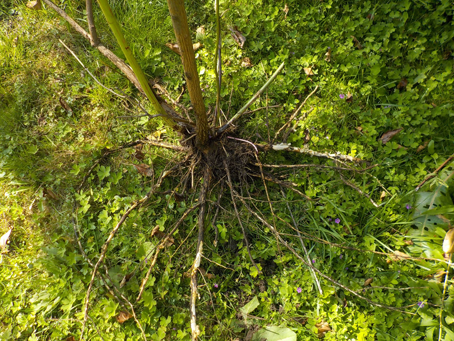 Invasives: What are they and what can you do about them? - The Hardwick ...