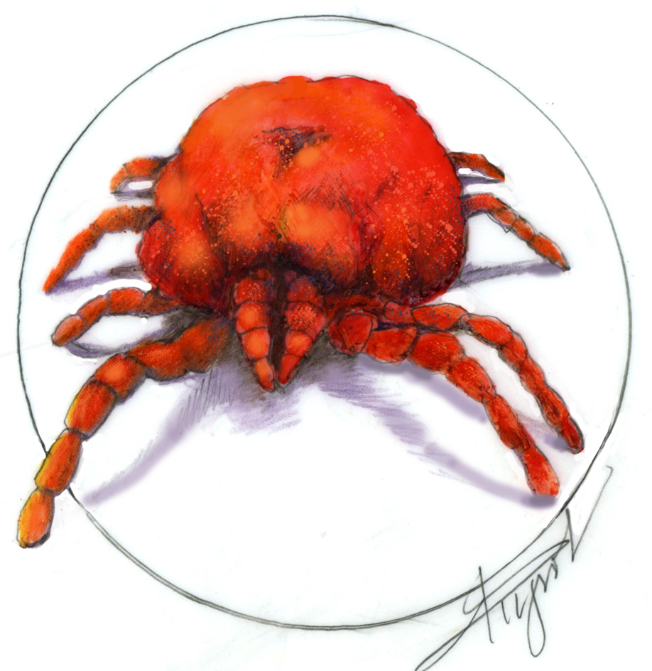 Red Velvet Mites in Winter - The Hardwick Gazette