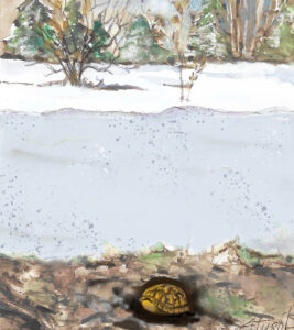 Life beneath ice, snow: turtles in winter - The Hardwick Gazette