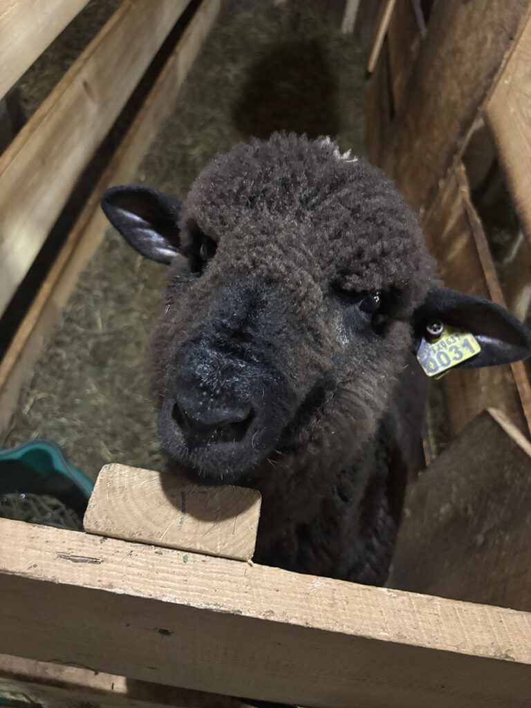 Broderick’s second season’s spring lambs bring new colors - The ...