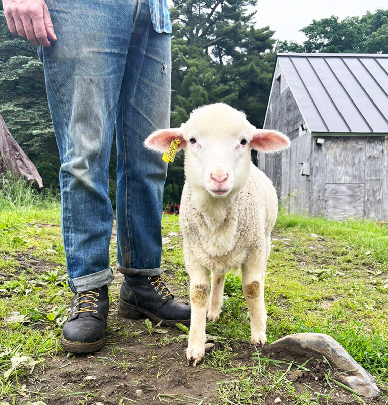 Broderick’s second season’s spring lambs bring new colors - The ...
